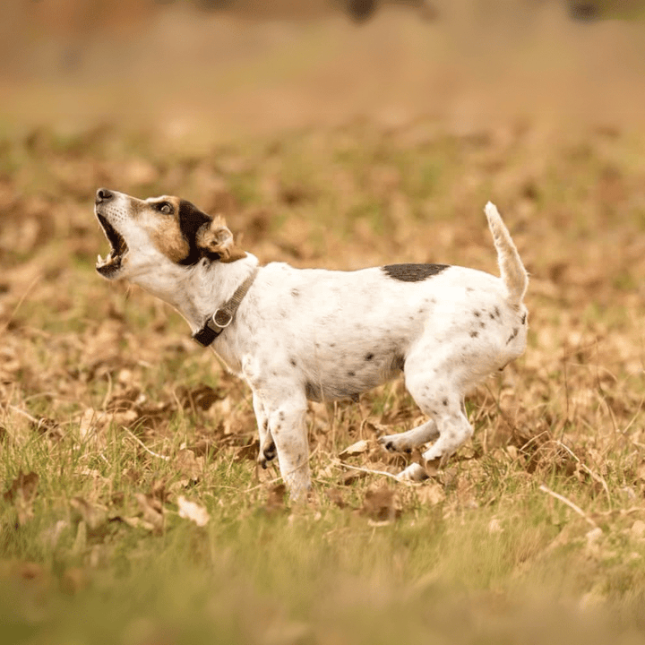 Problem barking and how to stop it – Honey's Real Dog Food